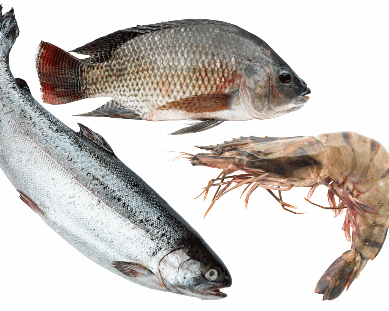 Aquaculture - Navigator Nutrition