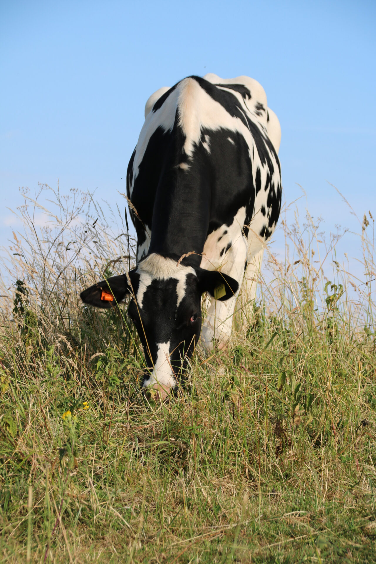 Ruminants: Feed additives for optimizing nutrition - Navigator Nutrition